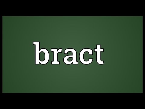 Bract Meaning
