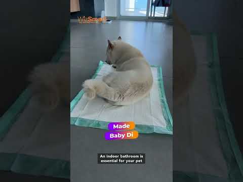 Wizsmart Ultra XL Dog Pads Are A Game Changer!