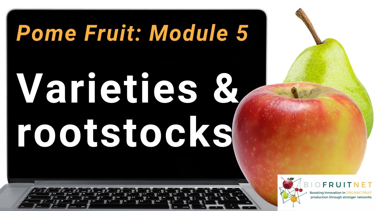Pome fruit module 5: Varieties and rootstocks
