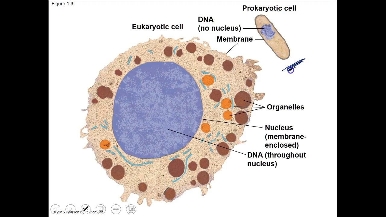 BIOL 1408 - Ch 1.1 -1.11 - 9/7/17