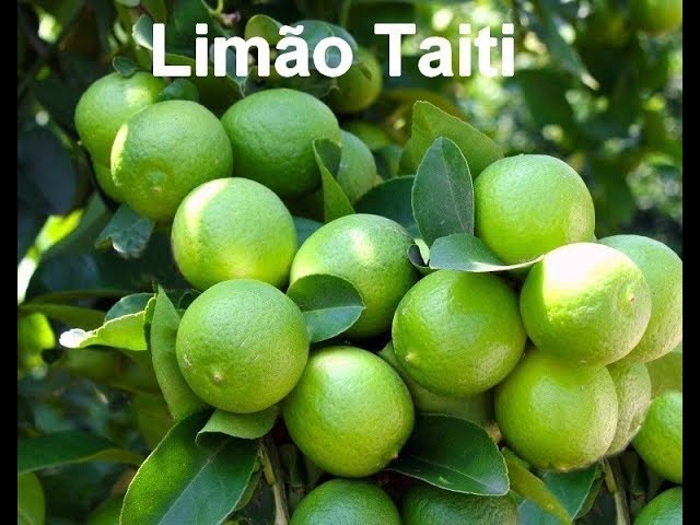 Faça seu pé de limão dar frutos o ano todo sem parar usando esta ...