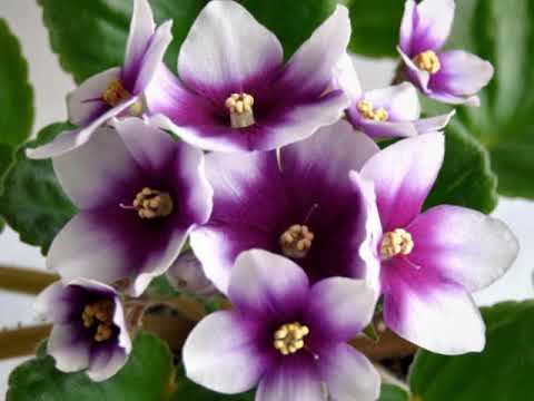 Spiritual African Violets