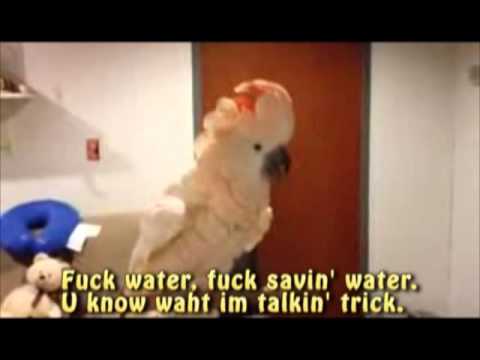 Pebble the swearing parrot tells us how she feels
