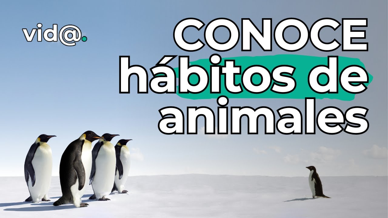 ¡Descubre el Comportamiento Animal como Nunca Antes! Estudios Reveladores #VidaTV #animales