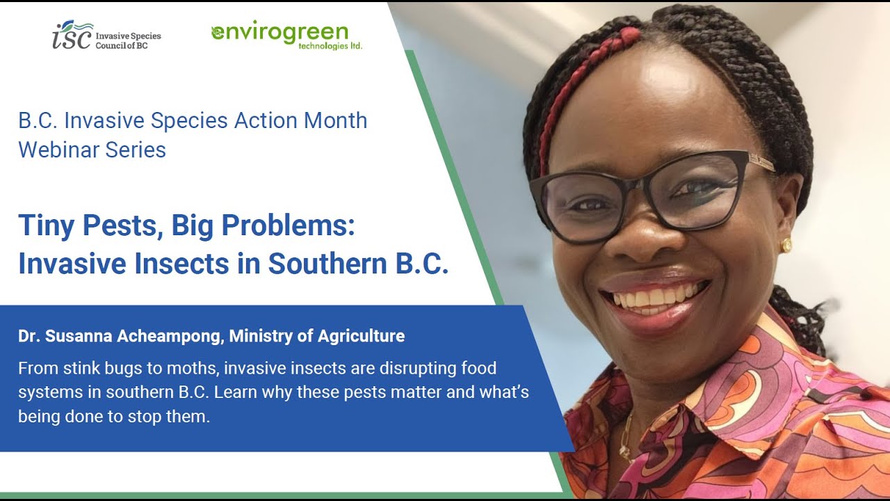 Tiny Pests, Big Problems: Invasive Insects in Southern B.C.