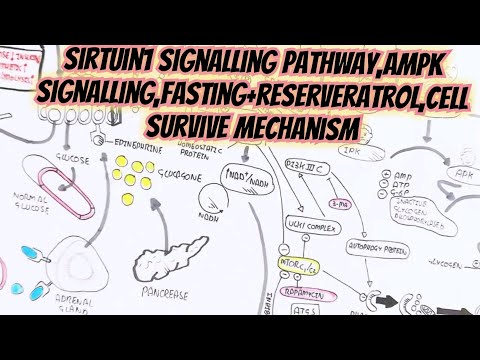 sirtuin1 signalling pathway,ampk signalling/fasting+reserveratrol/cell survive mechanism