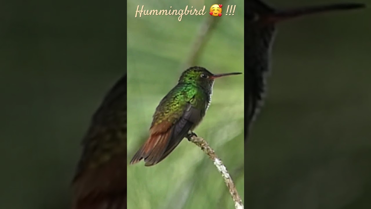 Rufous-tailed hummingbird / Ariane à ventre gris #wildlife #belize #hummingbird #colibrí
