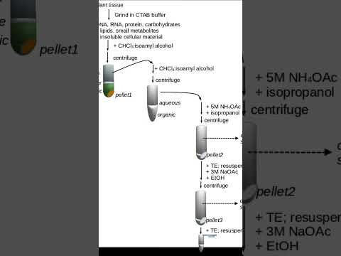 DNA ISOLATION CTAB METHOD