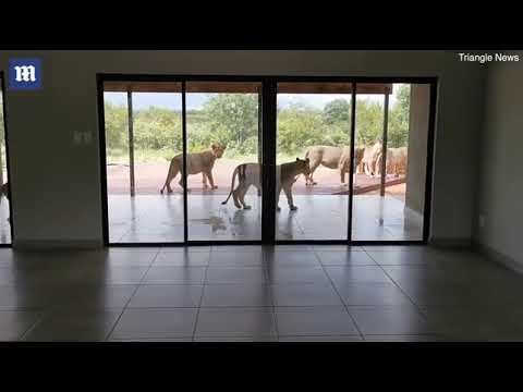 Family get a shock after pride of lions entered their house
