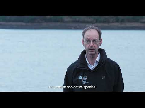 How do marine invasive non-native species arrive?