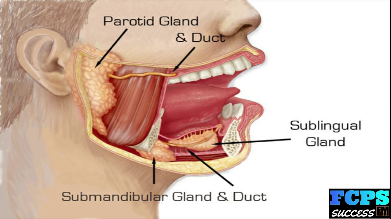 Head and neck mcqs 1 to 6 medicine candidate