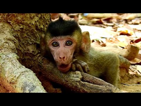 Poor Baby Monkey Gavin Hungry Milk ,Gavin Need Mom Warmly Cry Louder, Daddy Luki Grooming Baby