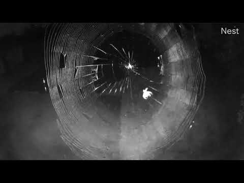 SpiderWeb Timelapse