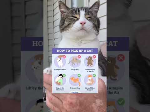How to pick up a cat? π