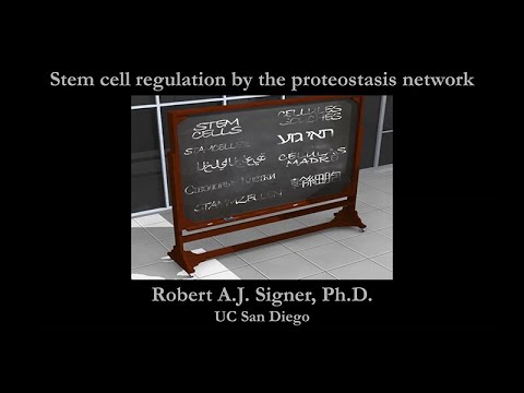 Stem Cell Regulation by the Proteostasis Network - Rob Signer