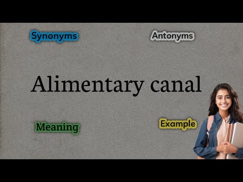Alimentary Canal Meaning || Alimentary Canal Pronunciation || ˌæl.ɪˈmen.t̬ɚ.i kəˈnæl