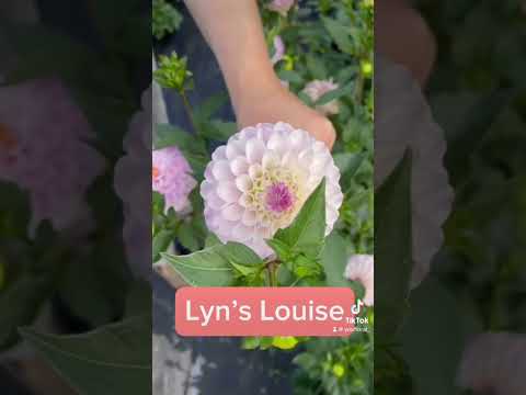 My favorite dahlia varieties ! #dahliaflower