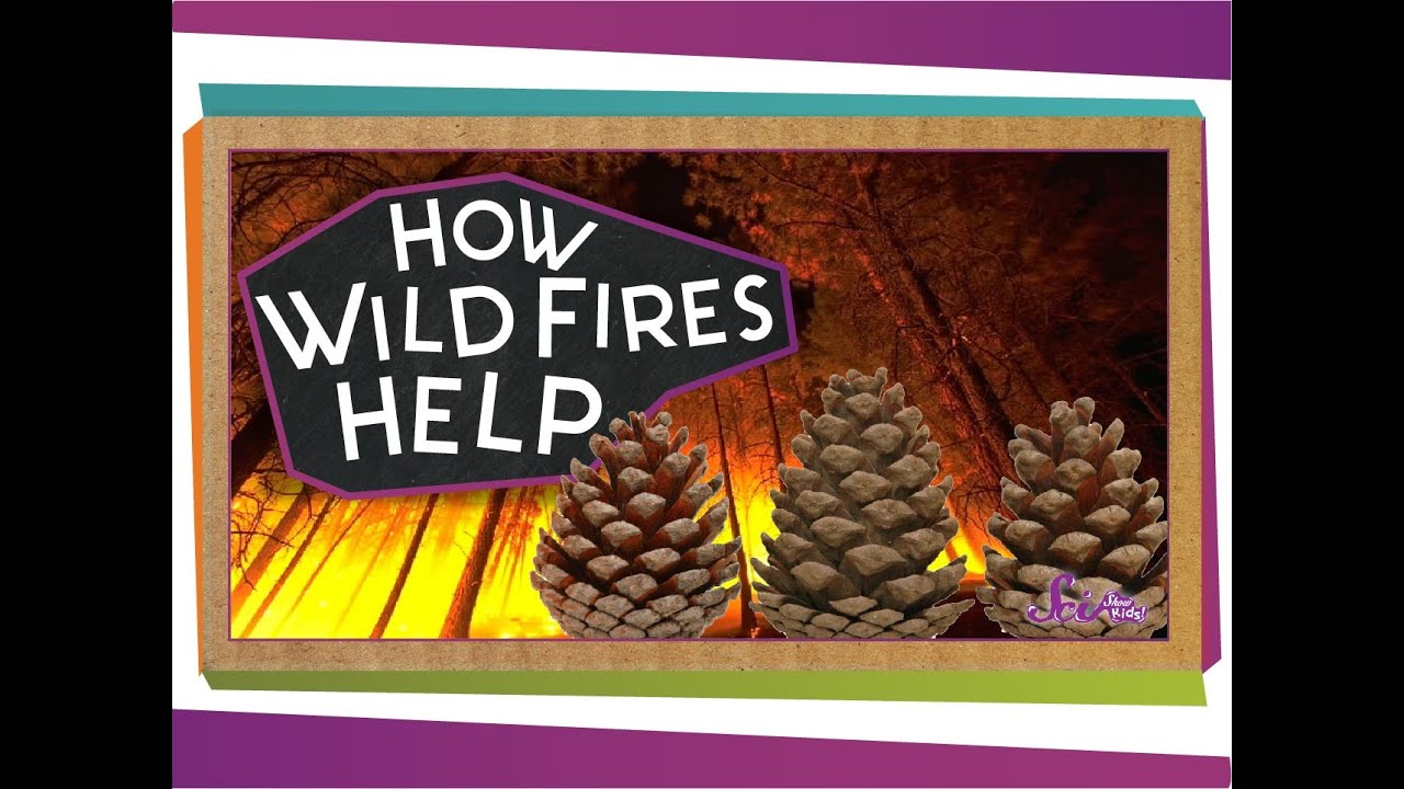 How Wildfires Help! | Science for Kids