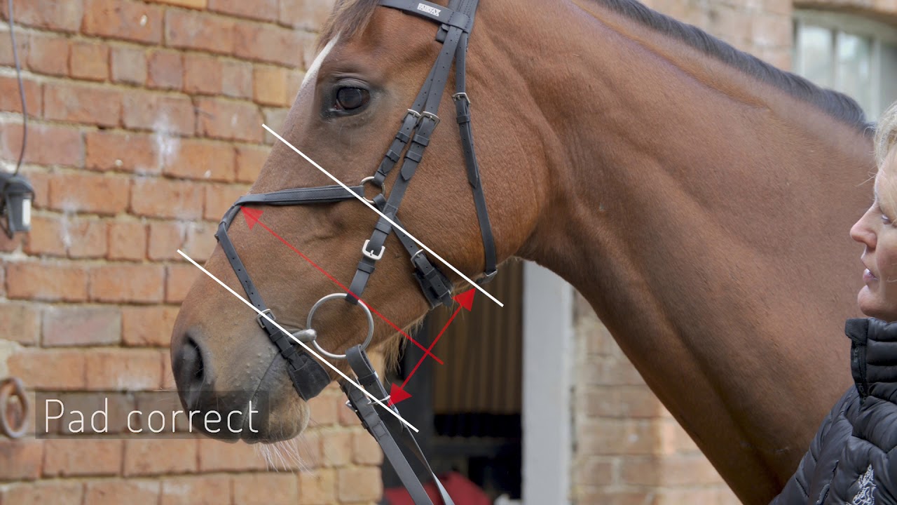 Fairfax Saddles Race Bridle Fitting Guide