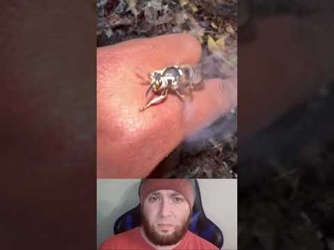 What Kind Of Wasp Is That? 🤔