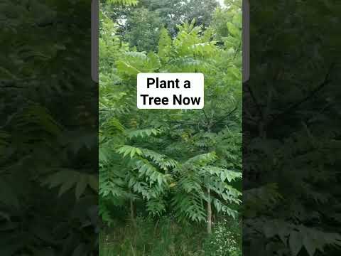 Money Tree - How Much Are They Worth? $$$ - Black Walnut Orchard - Black Walnut Timber Production