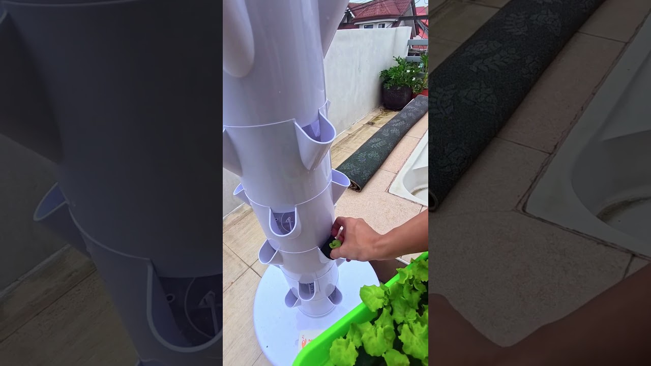 Hydroponic Tower | Check out this quick update on the 𝙀𝙕 𝙏𝙤𝙬𝙚𝙧 just days after