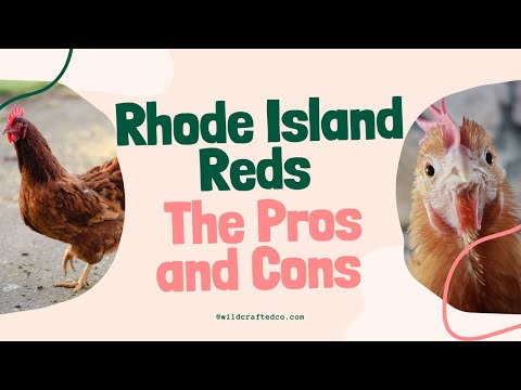 Rhode Island Reds The Pros and Cons