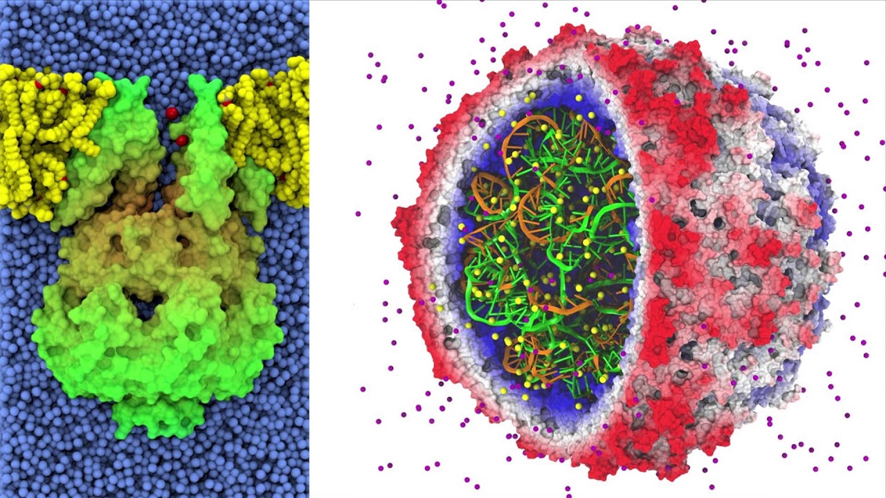 Scalable Molecular Visualization and Analysis Tools with VMD ǀ John Stone, UIUC