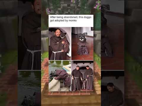 Dog Memes 🐕 - Part 3