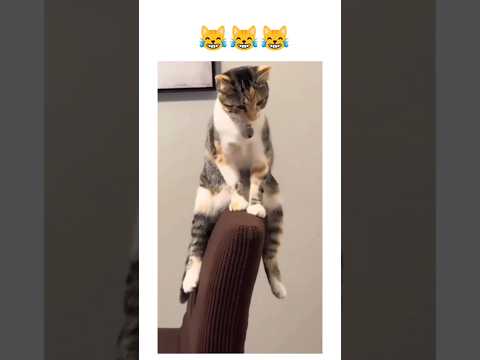 cat is sitting like human 😨#cat#viral#funny#cute