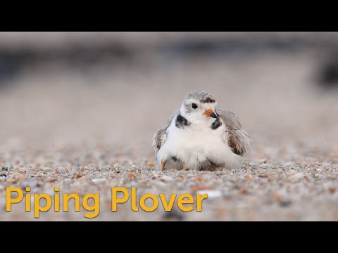 Piping Plover: Bird of Beaches