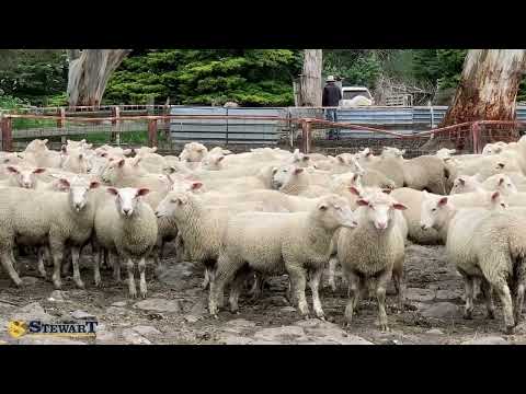 Lambpro Primeline Maternals - Kininmonth Past