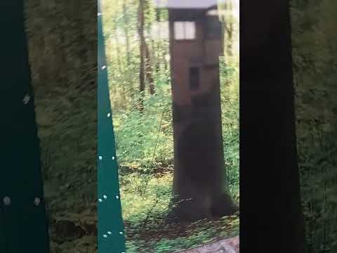 shaking trees