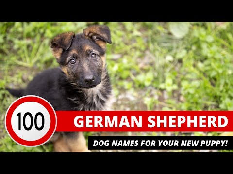 German Shepherd Dog Names For Your New Puppy