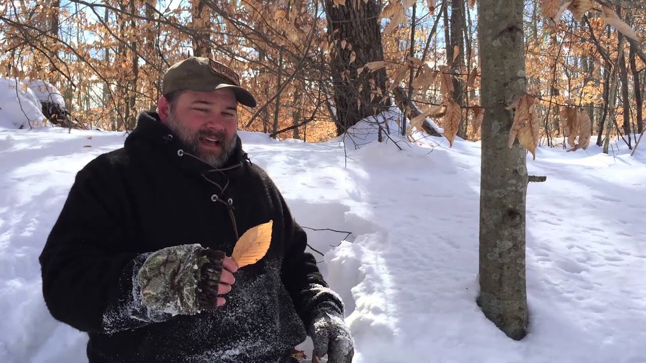 Identifying a beech tree and some uses for it