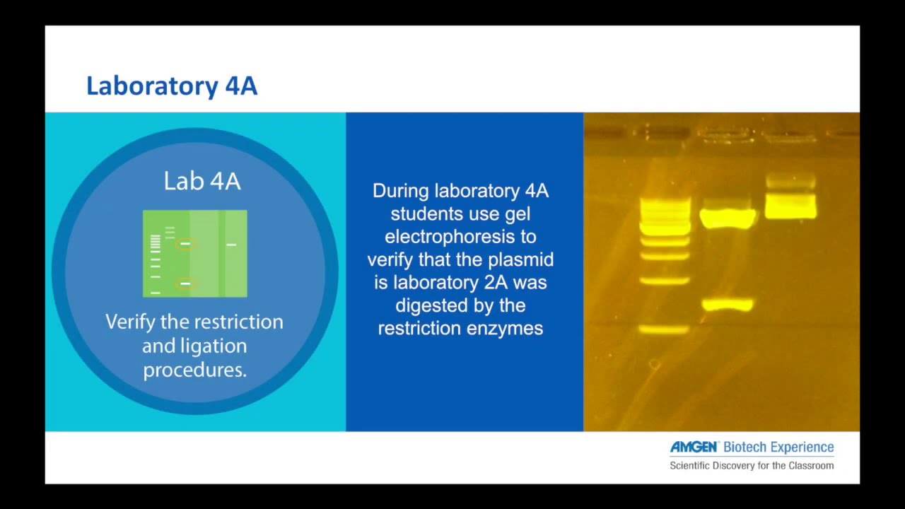 Lab 4/4A Flow and Safety Considerations