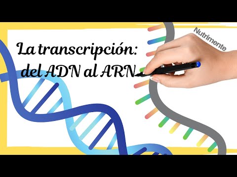La TRANSCRIPCIÓN del ADN al ARN (paso a paso)