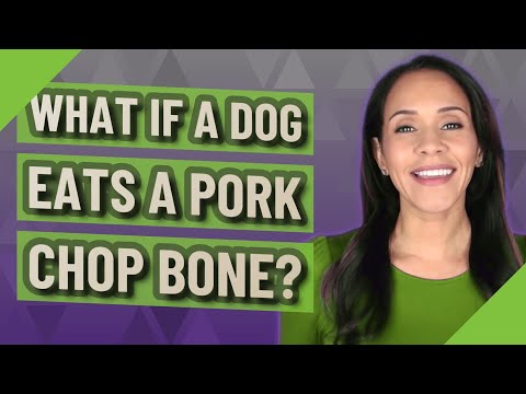 What if a dog eats a pork chop bone?