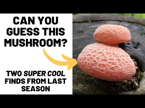 I Felt So Lucky To Find These Two Mushrooms (My Favorite Finds From Last Season!)