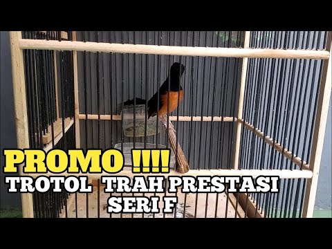 PROMO !!!! ACHIEVEMENT AND GACORAN BPJS TRAITS