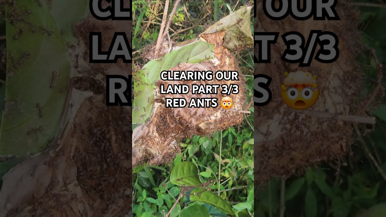Clearing our Land Timelapse (Part 3/3) Red ant nests