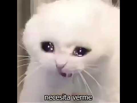 sad cat