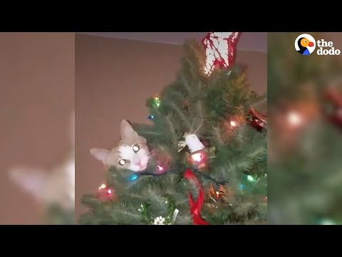 Cats Knocking Over Christmas Trees