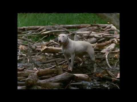 The Incredible Journey (1963) - Hallmark Movie Channel