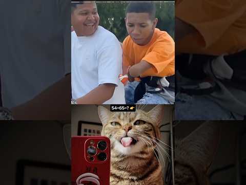 Give this video title😂 #cat #meme #funny #trending