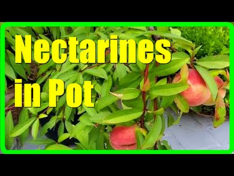 How To Grow Nectarine Tree In Pots: Growing Nectarines In Pots From Seed To Harvesting