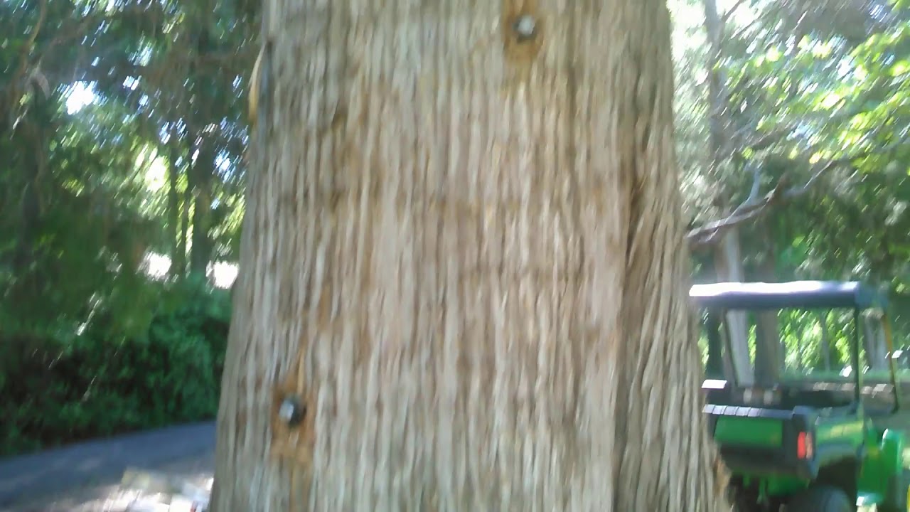 Video Tree Therapy tree care company Huntersville NC Cornelius Davidson North Carolina 2