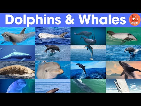 Learn Dolphin๐ & Whale๐ฌ Species names in English for kids #kids #animals #dolphin