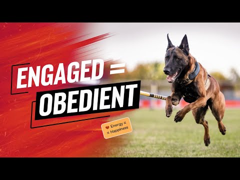 Keeping Belgian Malinois Engaged: The Key To A Happy Malinois