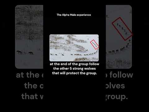 the example of the wolves (alpha attitude). #personaldevelopment #motivation #man #alpha #attitude